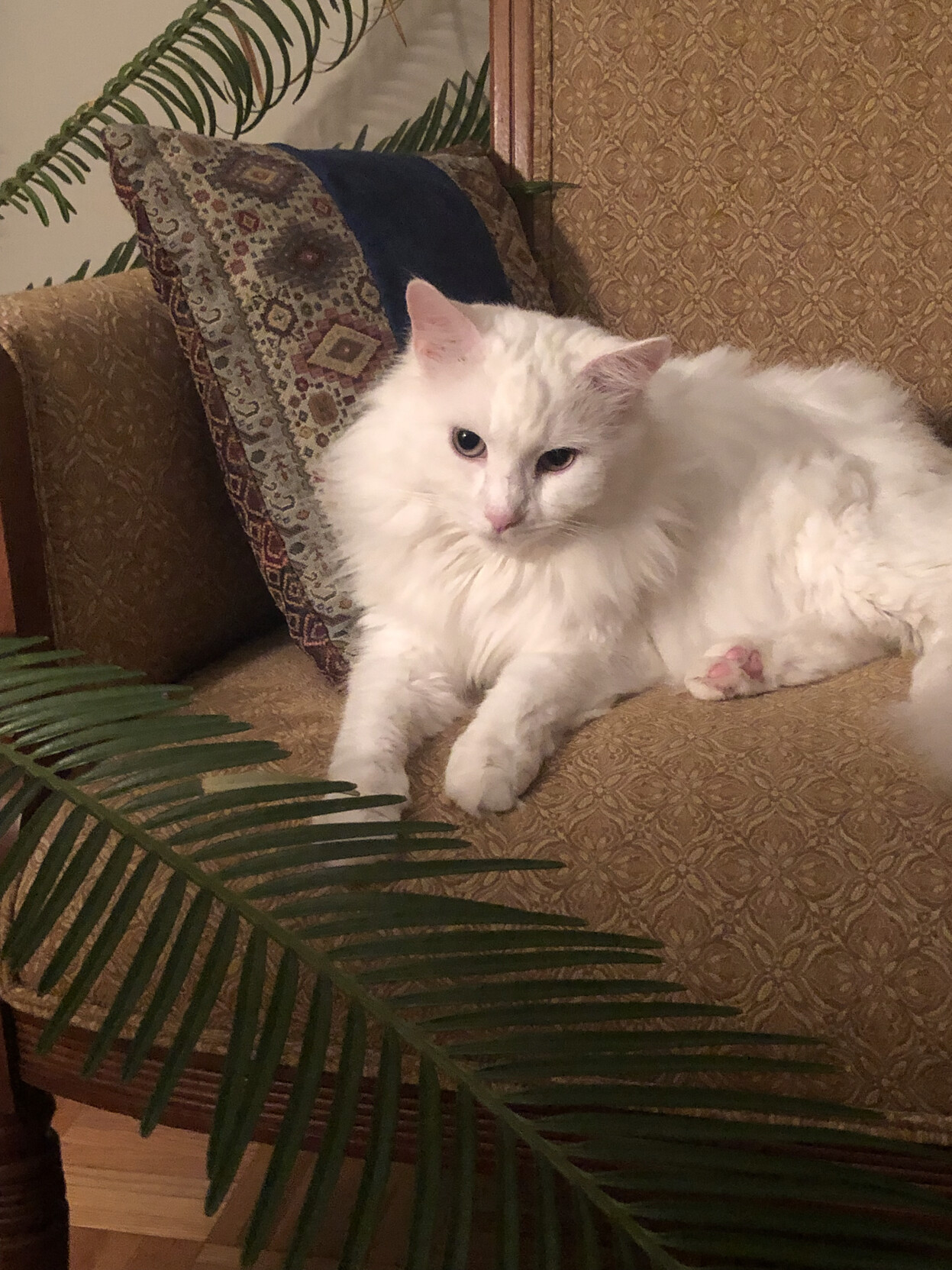 Rebecca L. Spang (@RebeccaSpang@cursoryreview.org) - Cursory Review