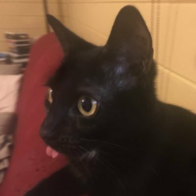 Nuke the Nuclear Kitty (@nuclearkitty@dice.camp) - Dice.camp