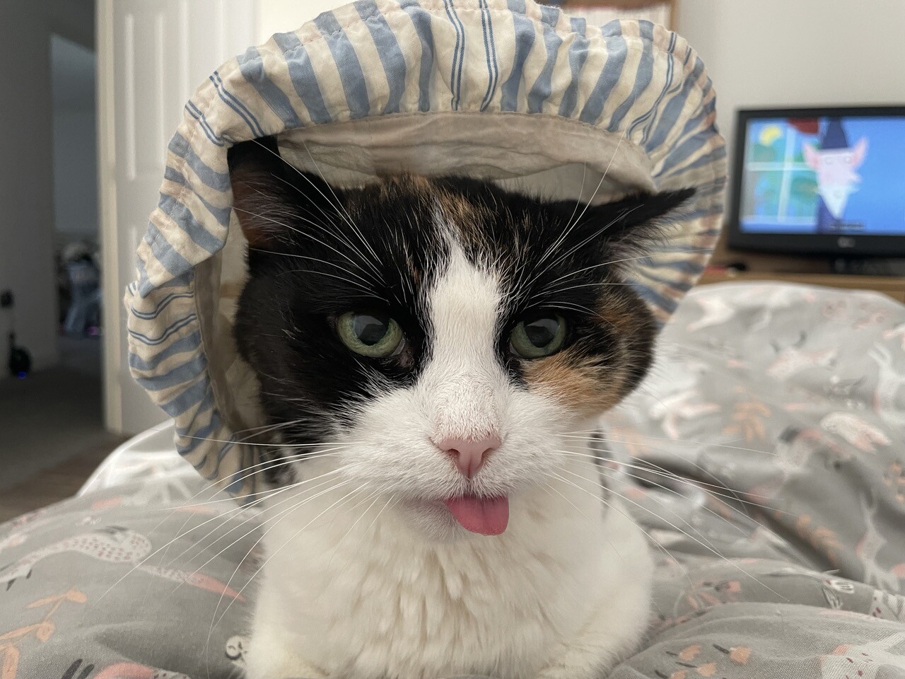 DC Bradshaw (@dcbradshaw@dice.camp) - Dice.camp