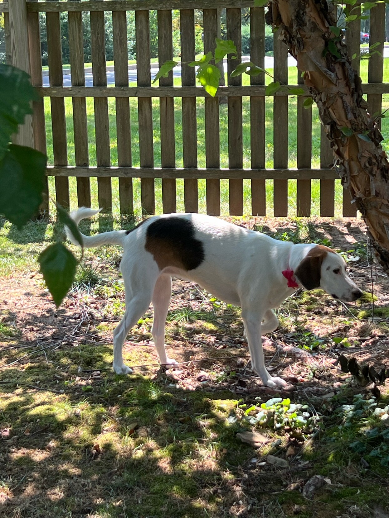 Speener (@iamspencer@jawns.club) - jawns.club 🐘