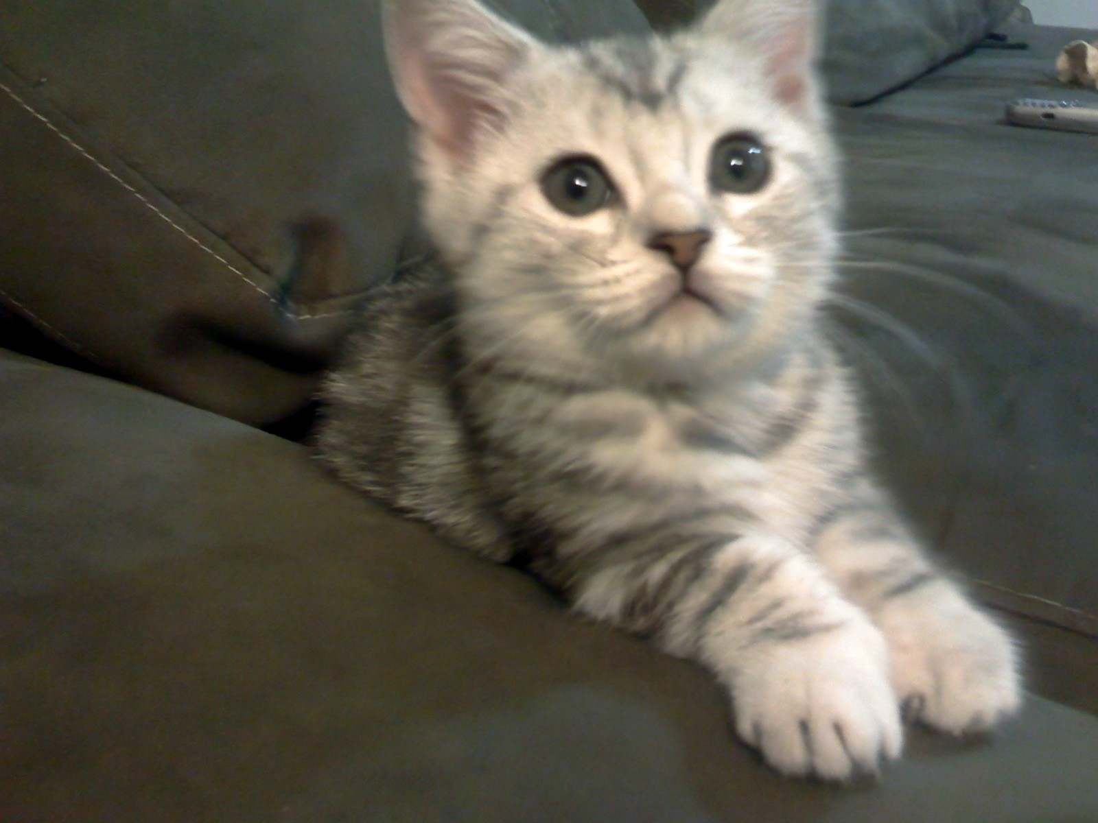 Brendan O'Kane (@bokane@jawns.club) - jawns.club 🐘