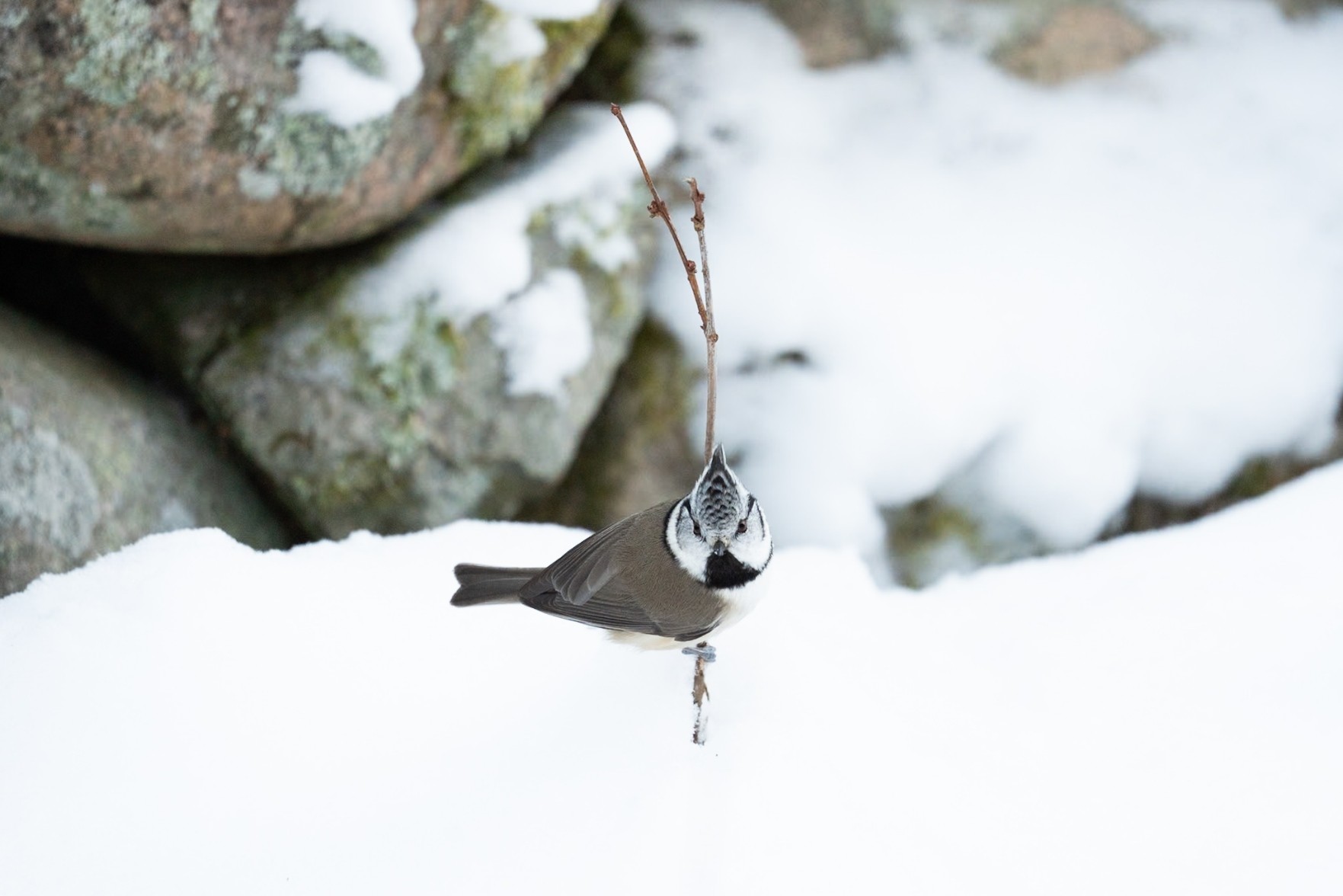 Lars J. Nilsson (@fungrim@kryptopraktik.se) - Kryptopraktik.se