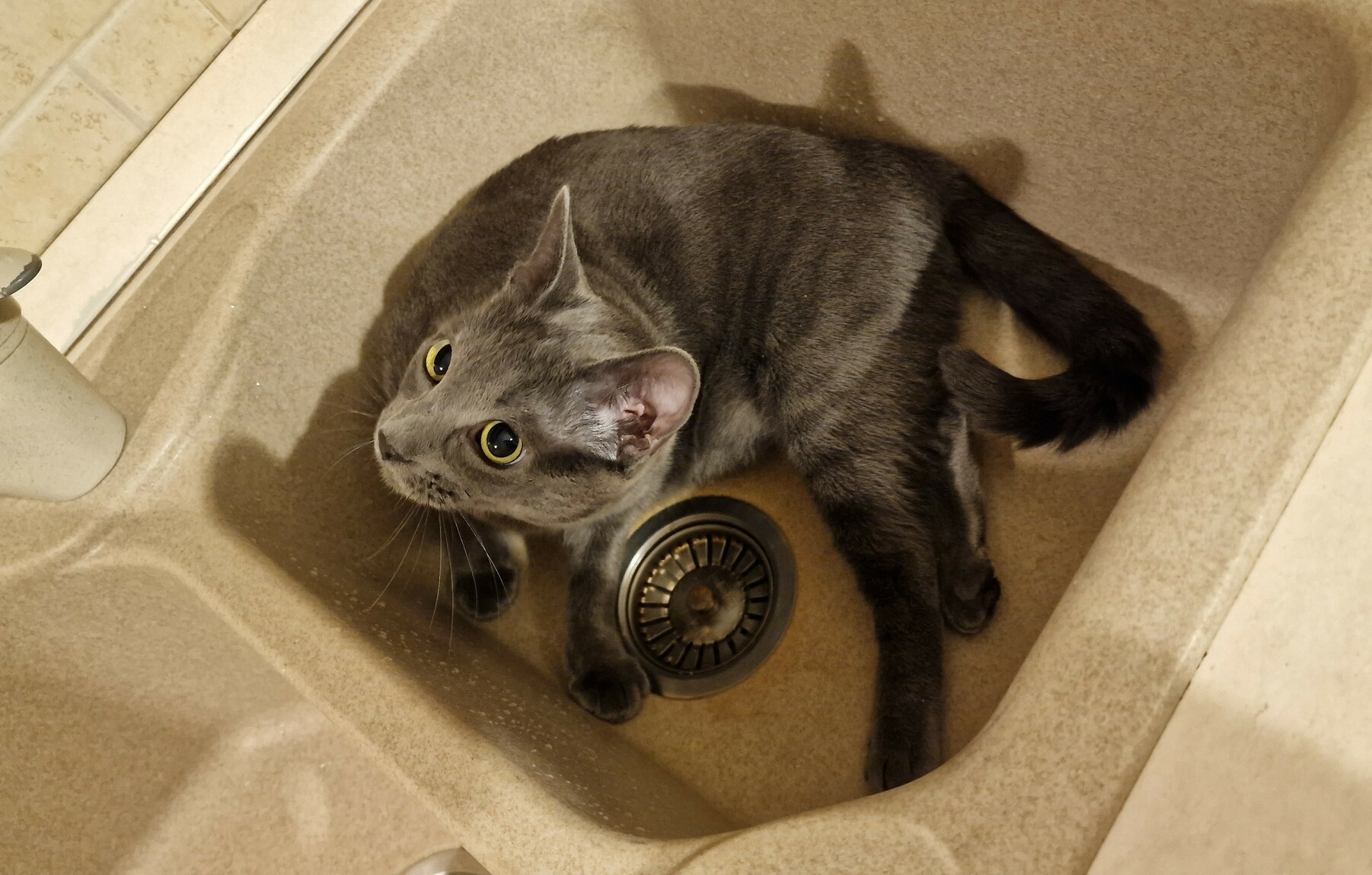 Nathan Adler (@nathan_dv_adler@livellosegreto.it) - Livello Segreto