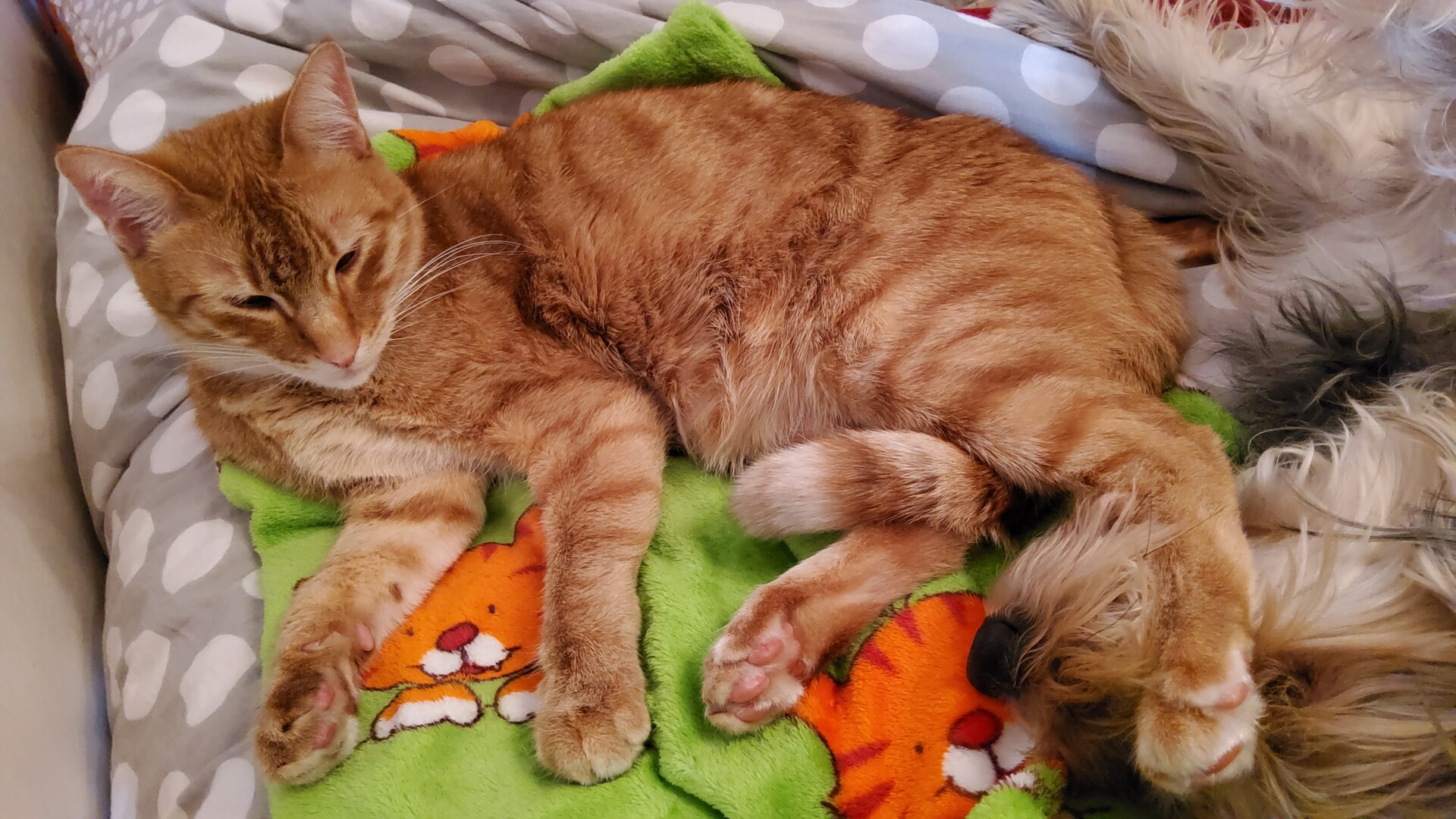 Nathan Adler (@nathan_dv_adler@livellosegreto.it) - Livello Segreto