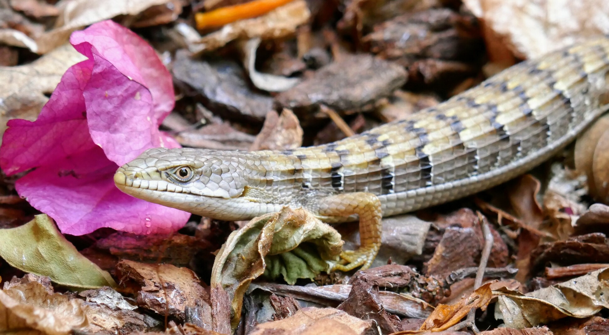 Sally Monster (@SallyMonster@mastodon.art) - Mastodon.ART