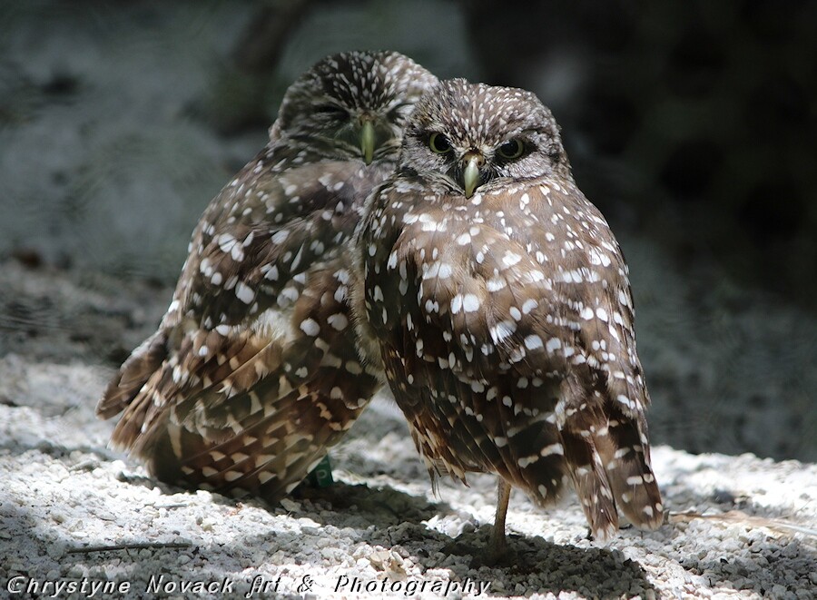 Gene McKelvey (@AppArtist@mastodon.social) - Mastodon