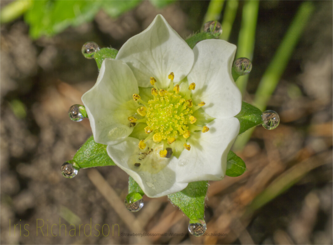 RustProof Labs 🐘🌎 (@rustprooflabs@mastodon.social) - Mastodon