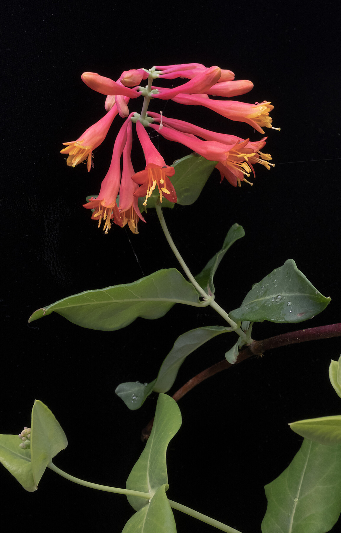 Jeremy Osborn: "I've been having fun making images using this new ...