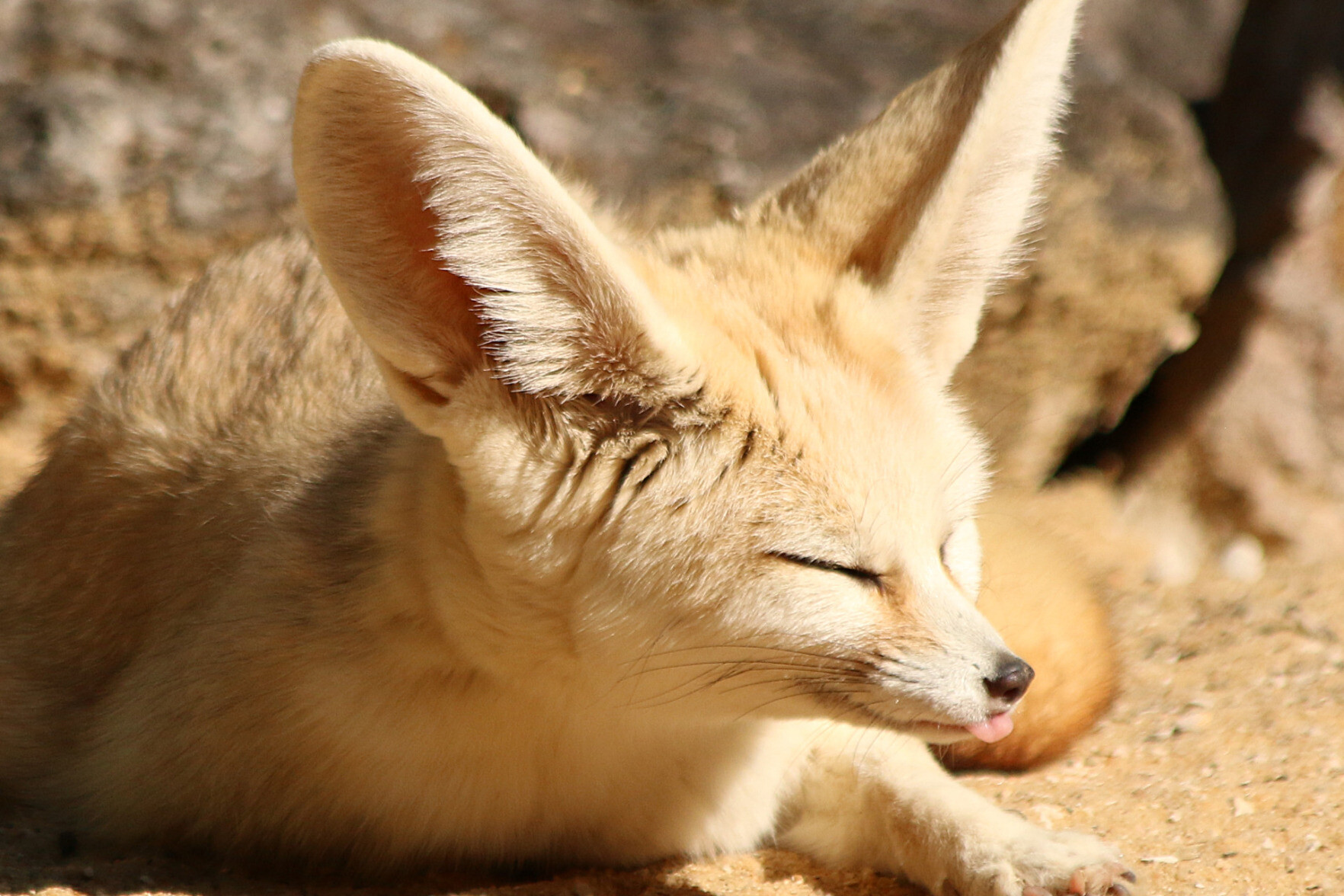pouncetodon