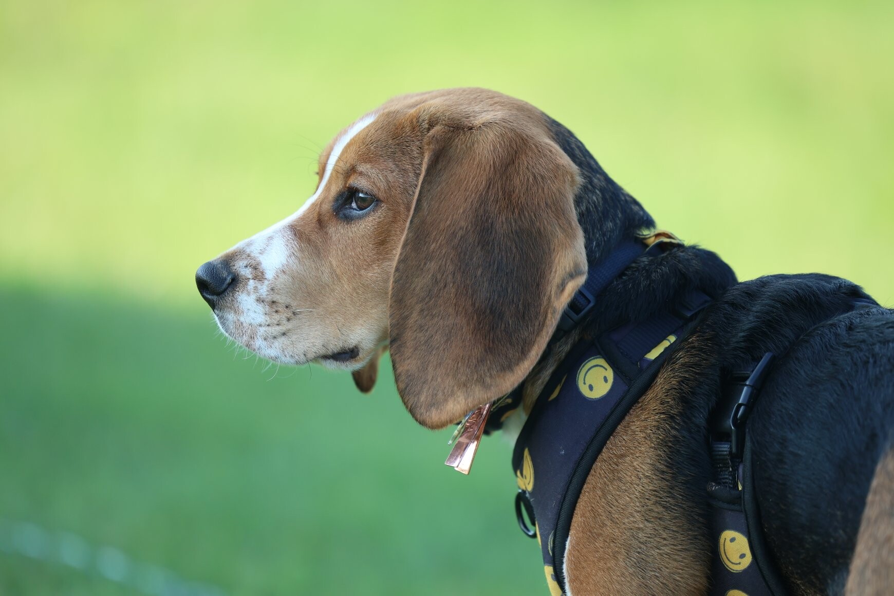 JLBee: "I took this portrait of a friend's dog too. So fa…" - Mastodon.ART