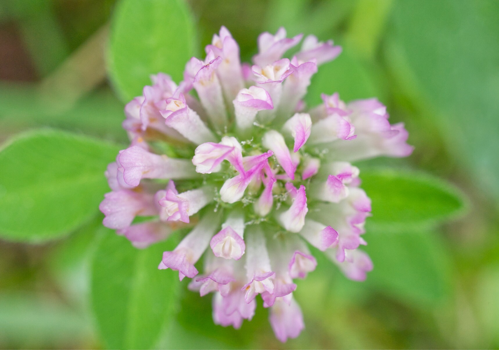 Jodi DiLiberto (@Joyoussinger@mastodon.art) - Mastodon.ART