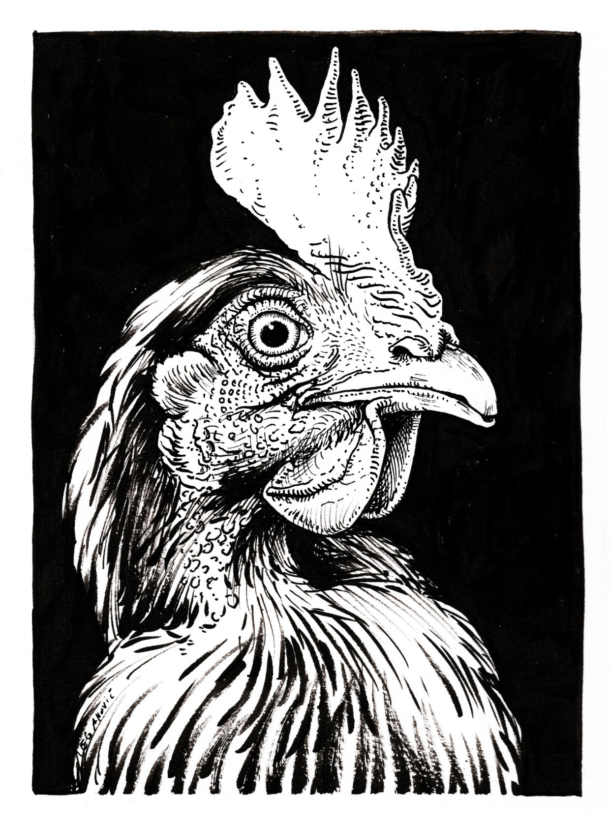 Chicken Head Drawing