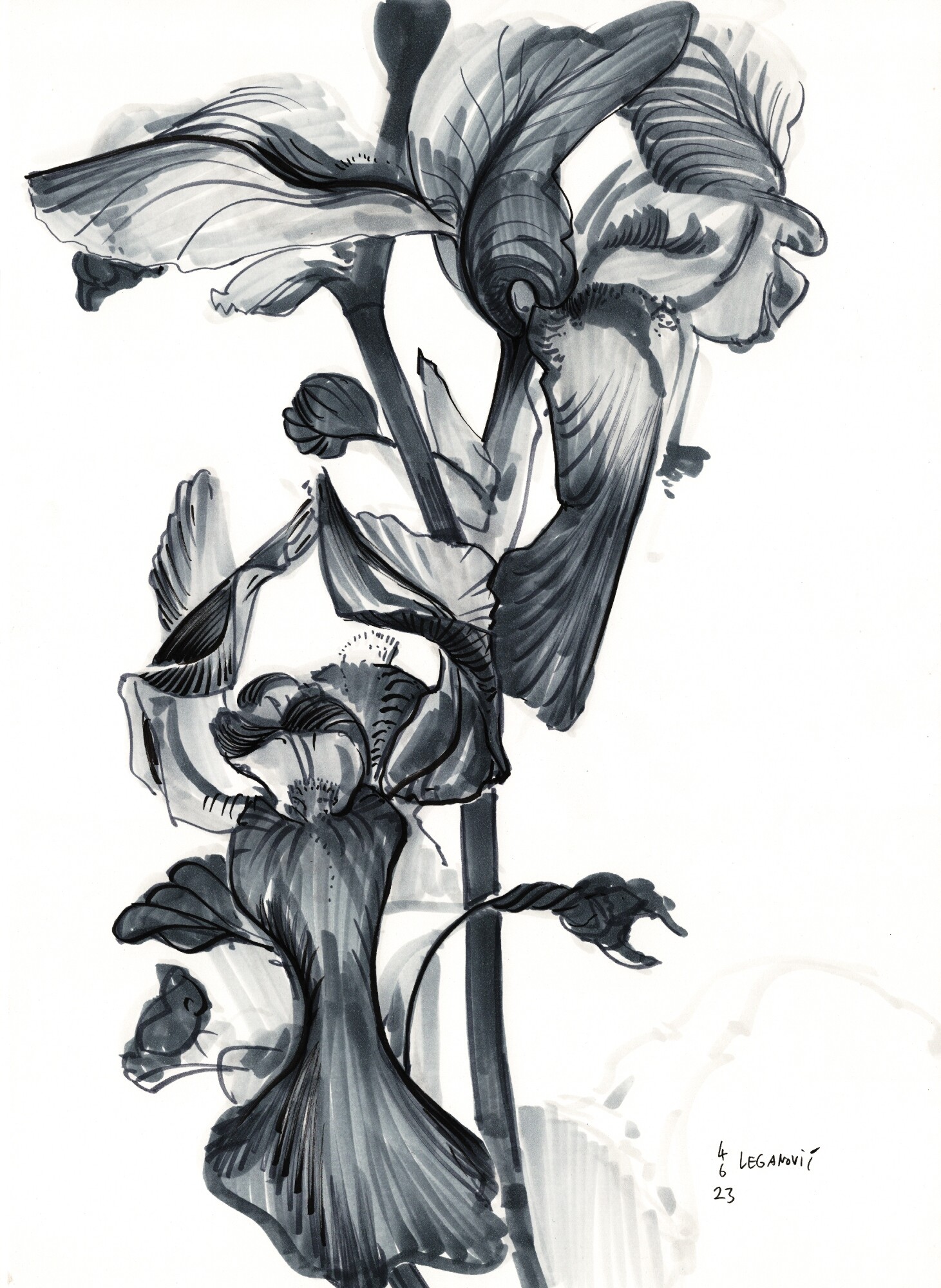 Iris Flower Drawing Realistic