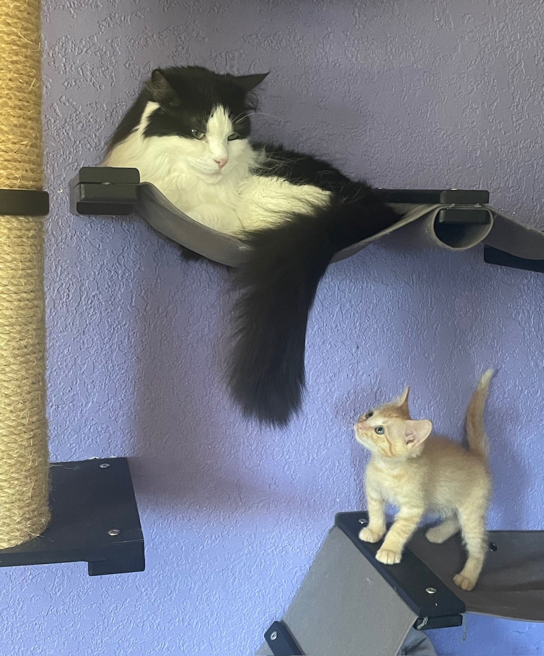 United Space Cats 😻 (@UnitedSpaceCats@mastodon.social) - Mastodon