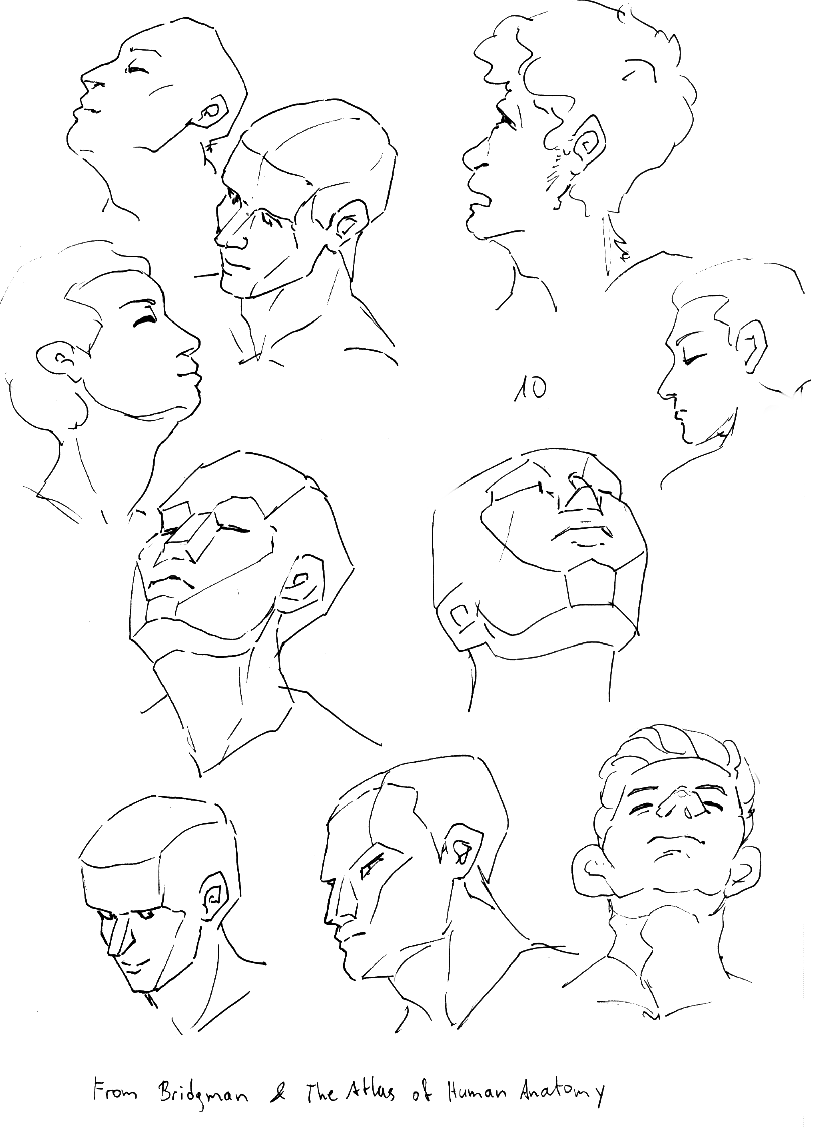 Human Head Drawing Reference