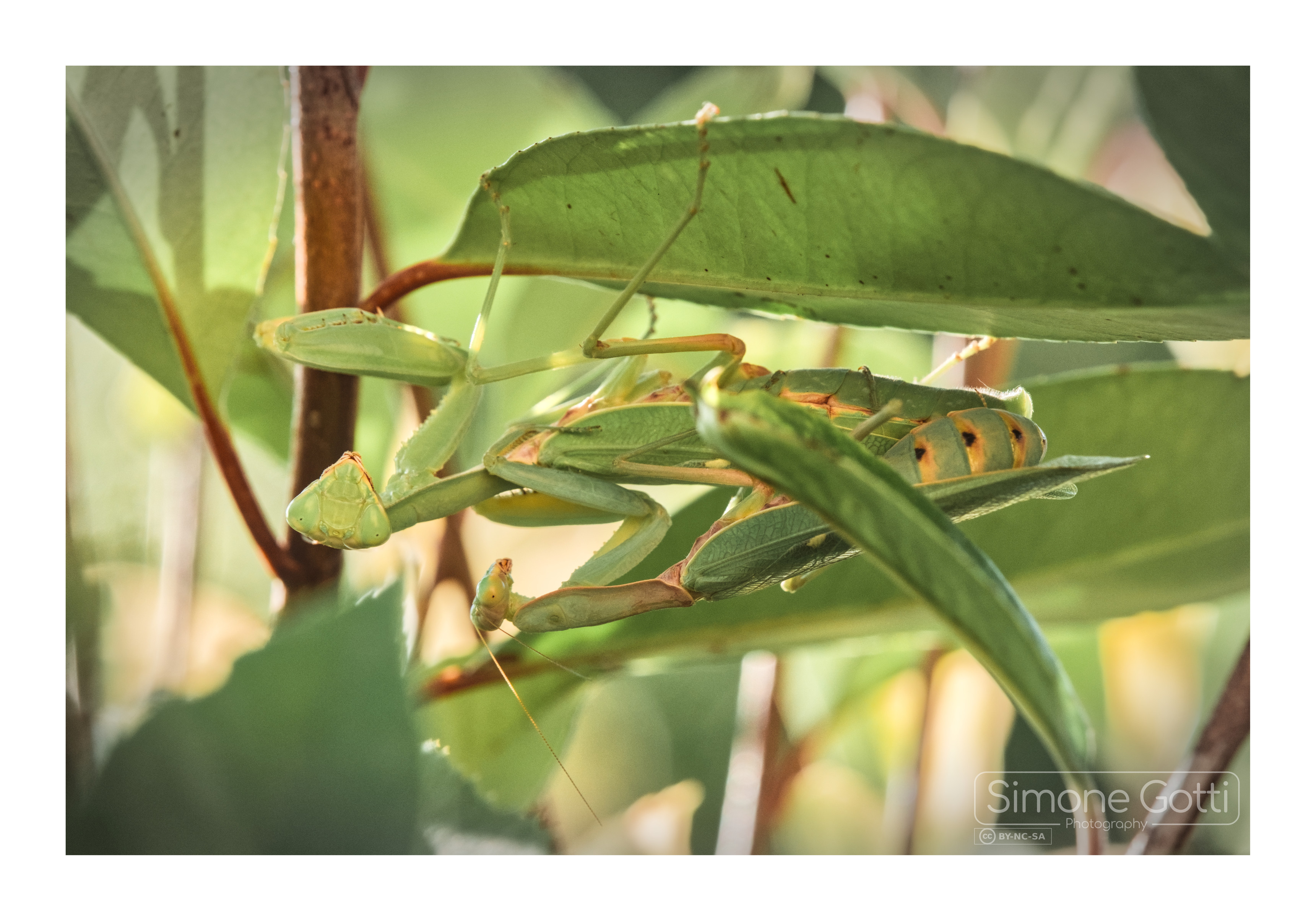 Simone Gotti 📸: "Privacy Please! Mating mantis. And quite probabl…" - Mastodon.ART