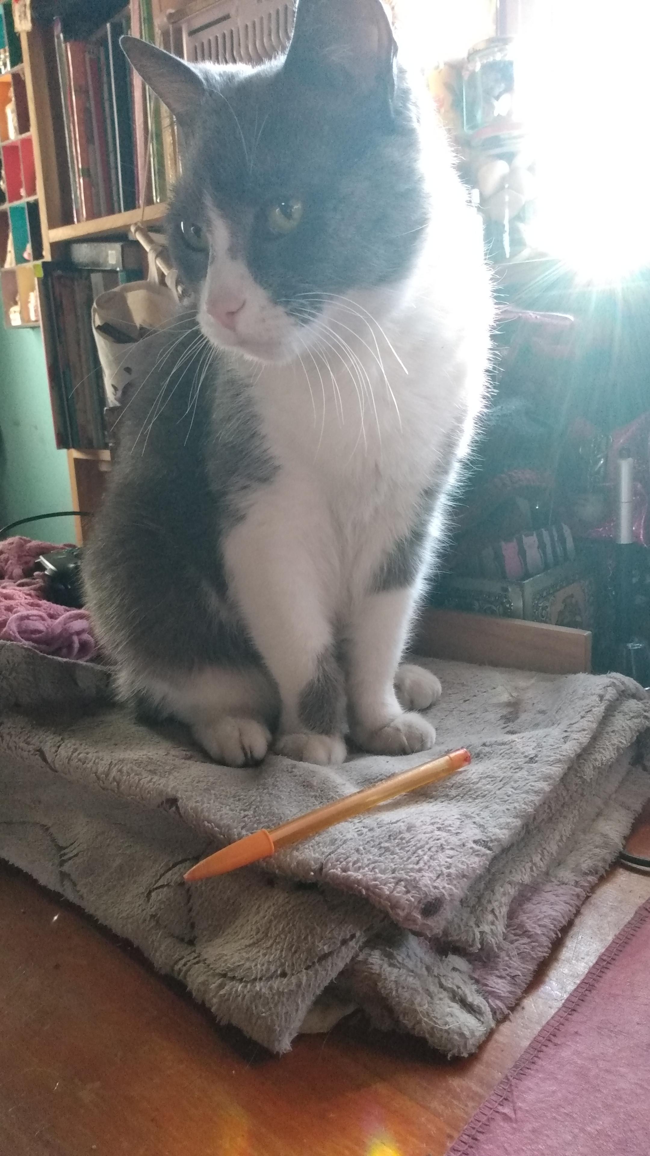 Lola: "This is based on real events: One of my cats love…" - Mastodon.ART