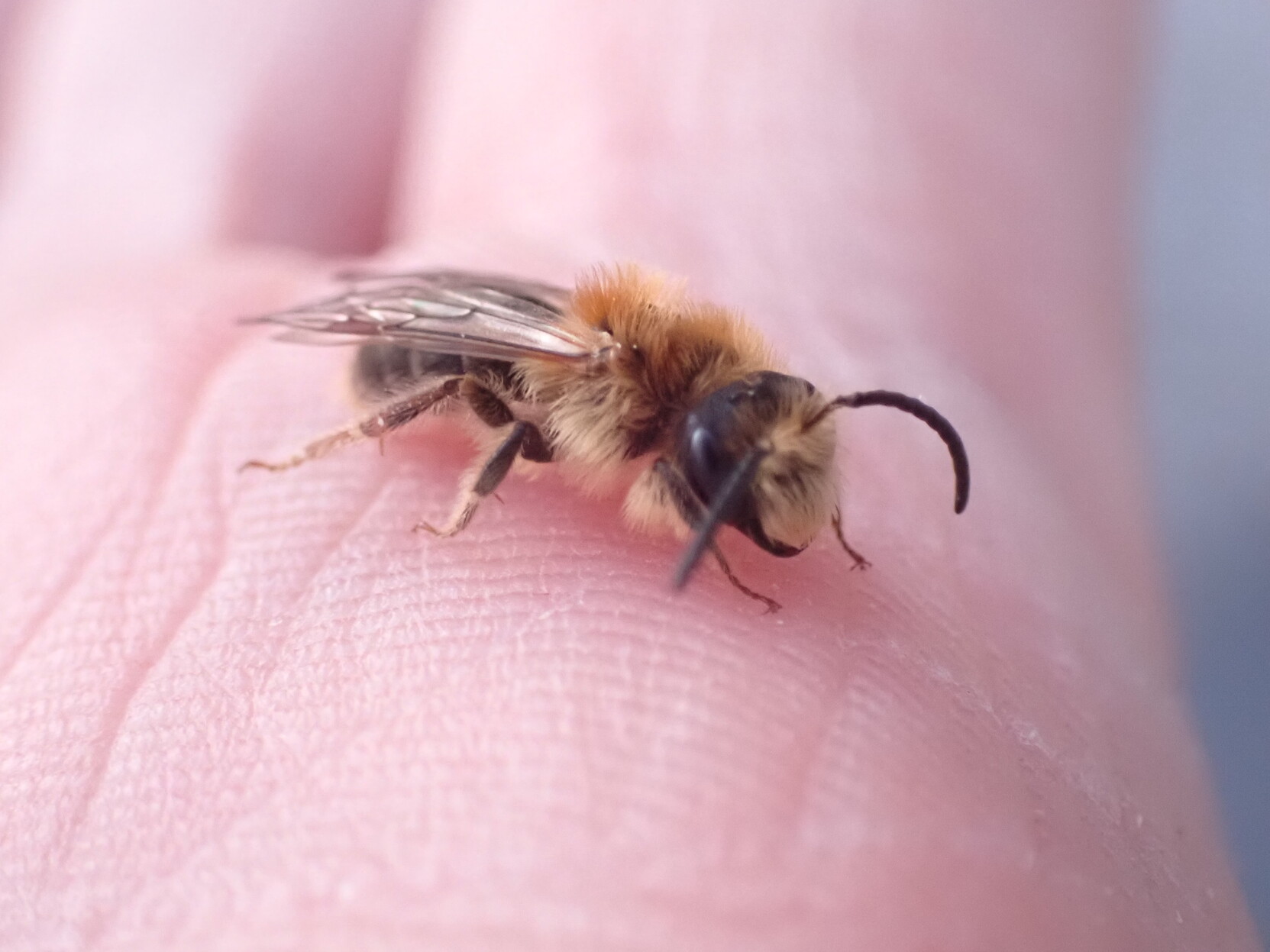 Ben Hawthorne (@BenHawthorne@ecoevo.social) - ecoevo.social