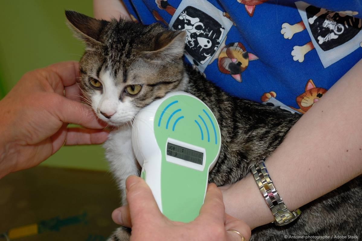 GreenPlanner: "Dal microchip anche per i gatti ai limiti imposti ...