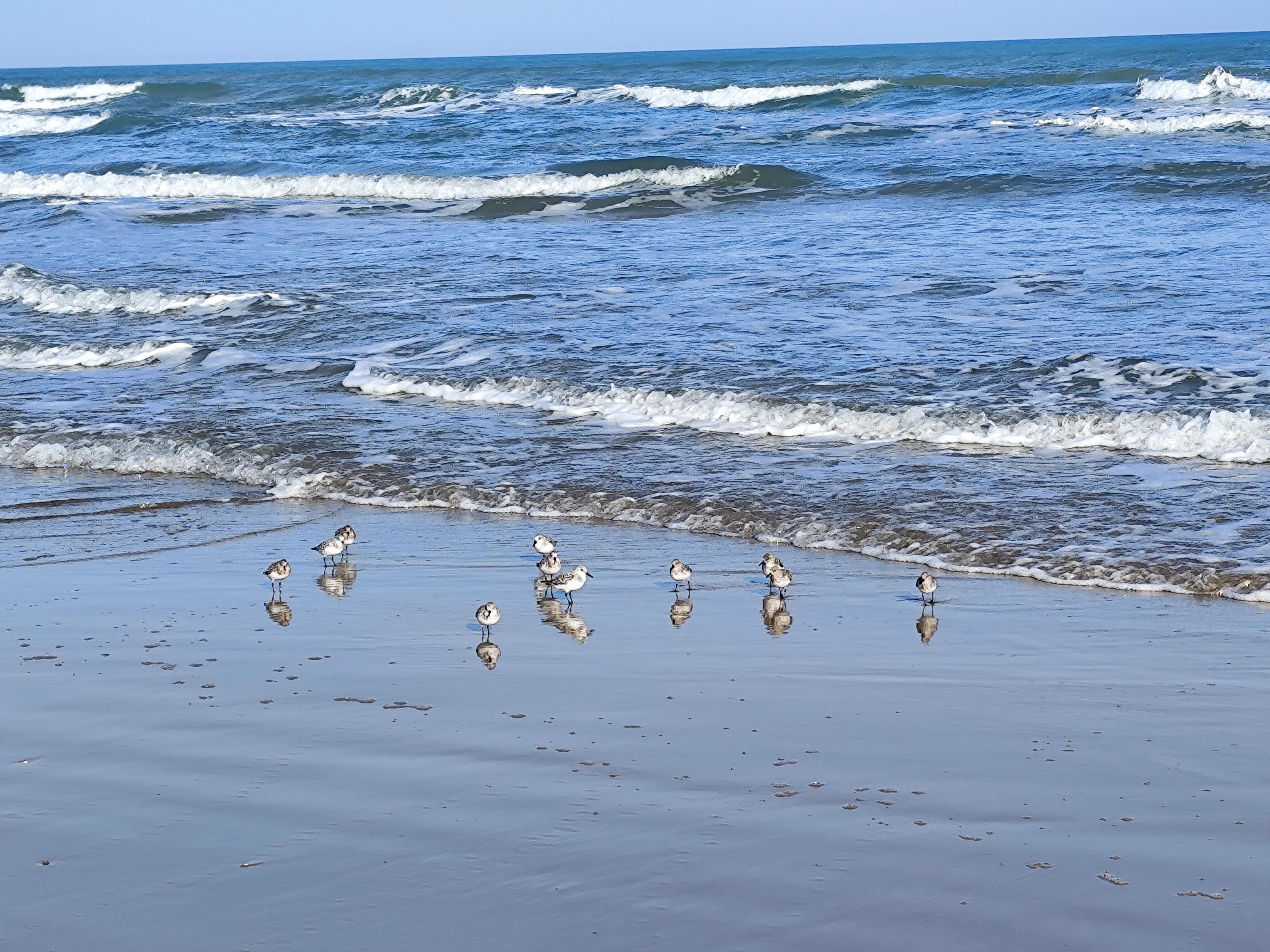 KateS: "Piovanelli tridattili (Calidris alba). Sono noti…" - Mastodon ...