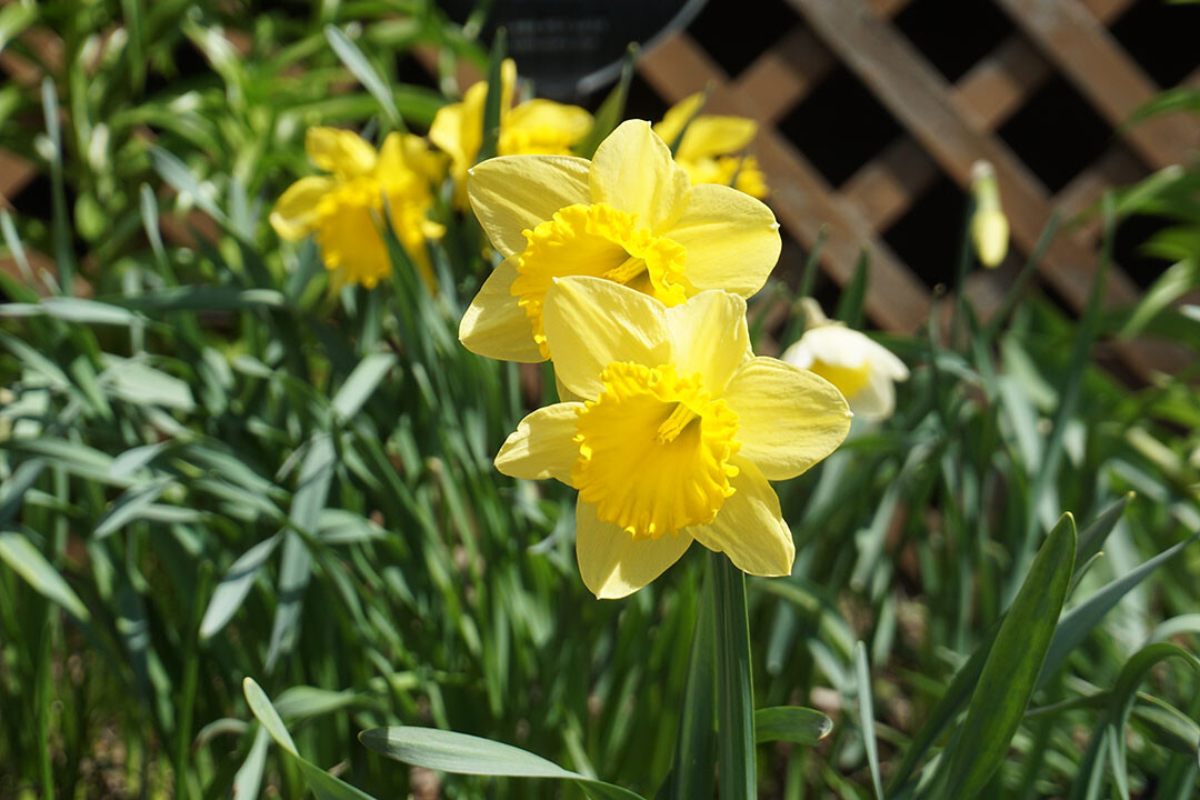 Rajini Rao (@madamscientist@mas.to) - mas.to