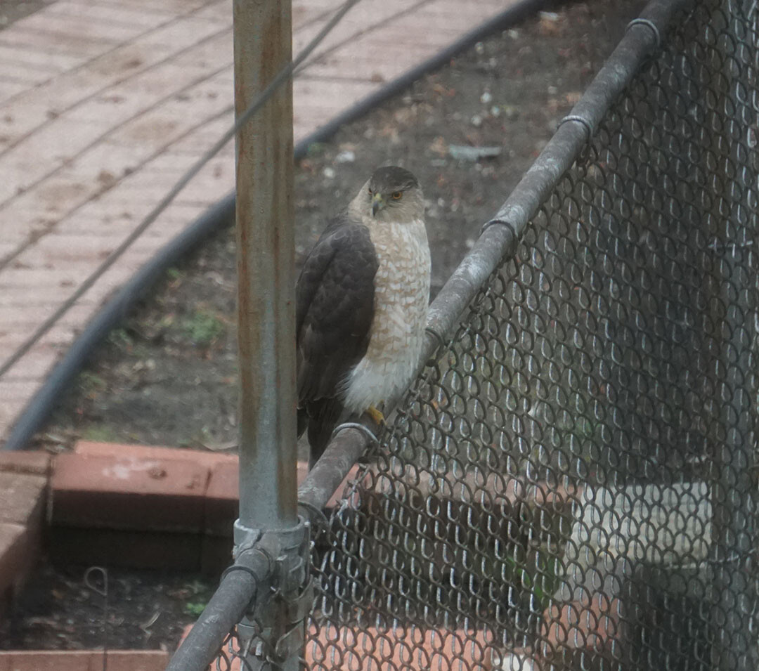 Rajini Rao (@madamscientist@mas.to) - mas.to