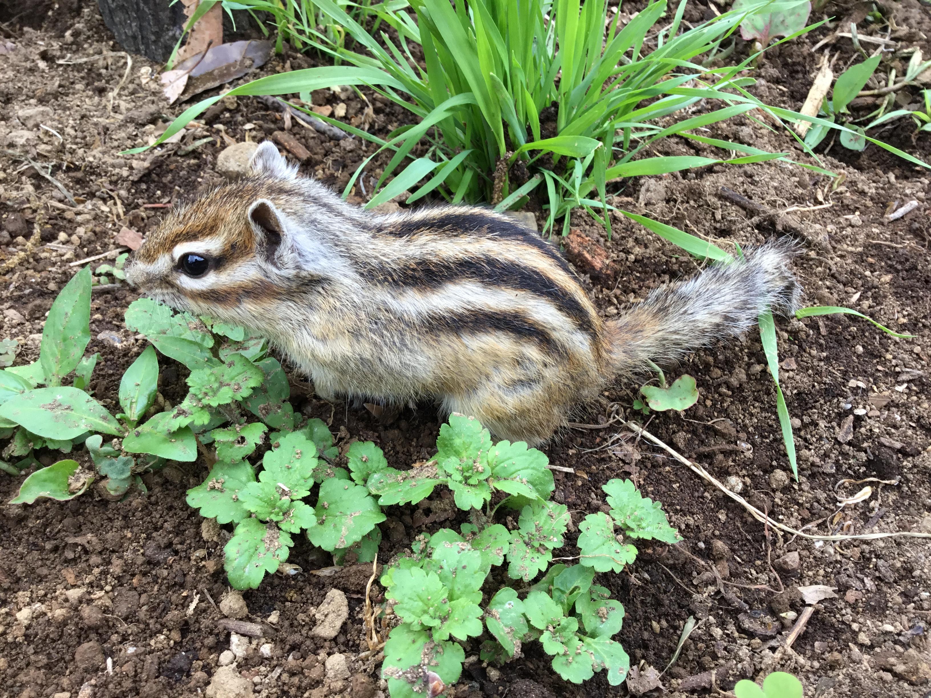 yasashiku kagayaku (@yasashiku_kagayaku@mofu.kemo.no) - もふけもの。