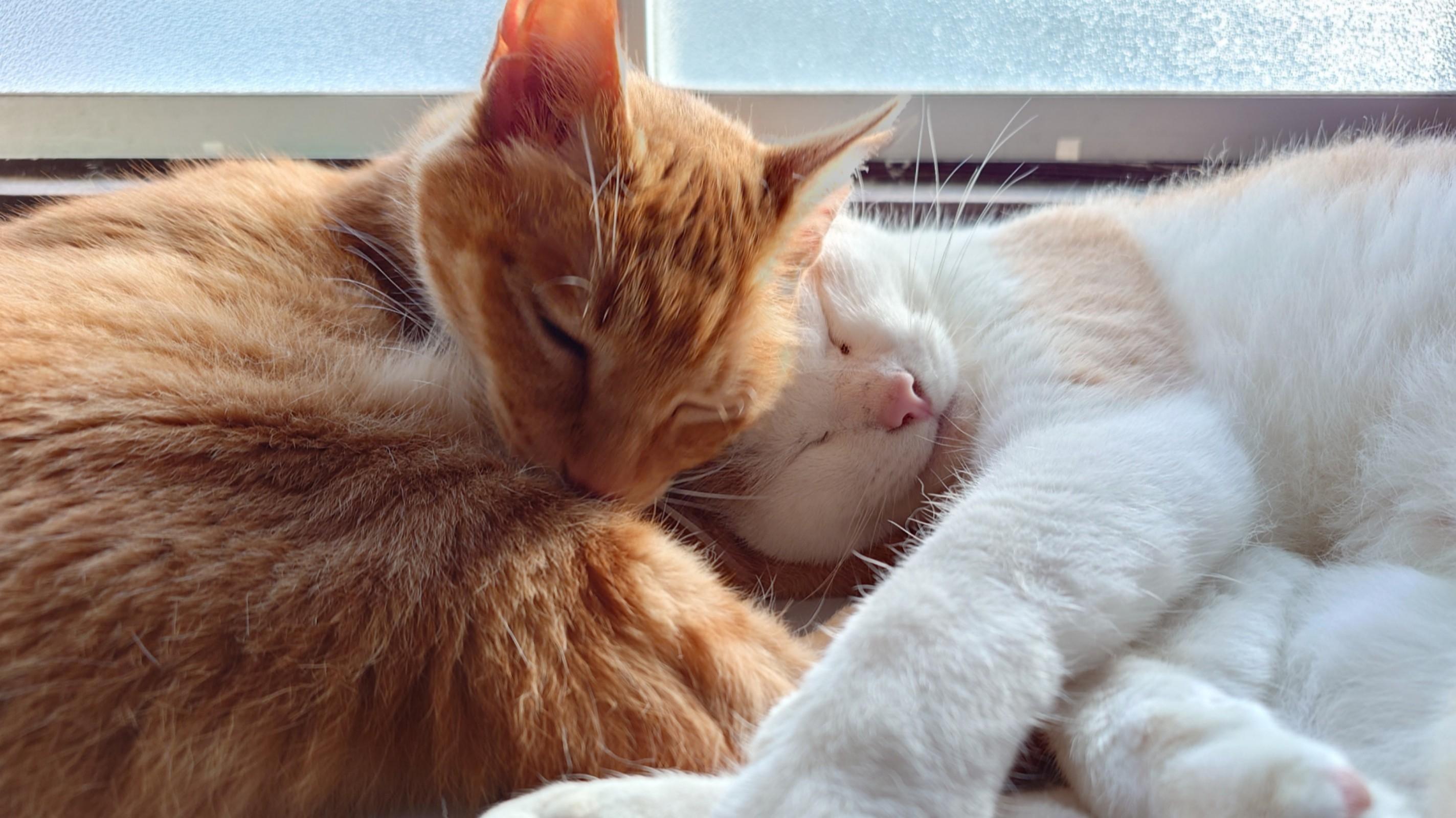 遥かなるラーメン三原則 (@youneeform626@fedibird.com) - Fedibird