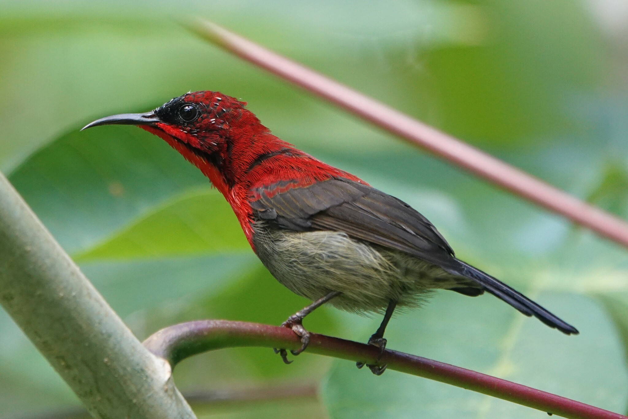 Sunbird Logo Jpeg
