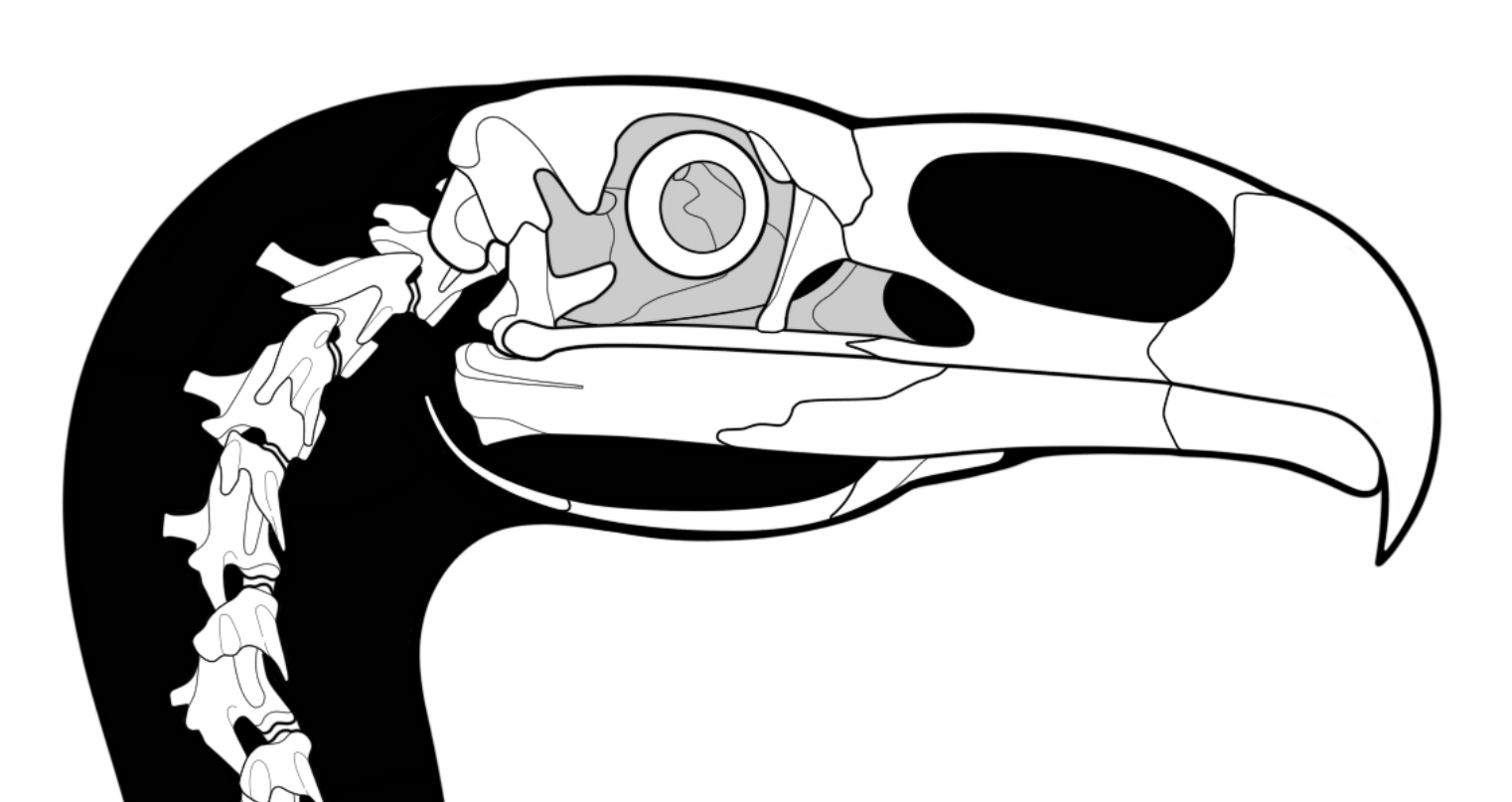 Argentavis Skeleton