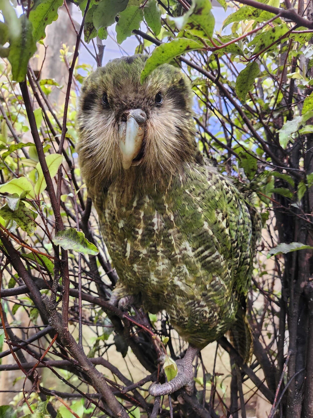 Andrew Digby (@digs@sci.kiwi) - sci.kiwi