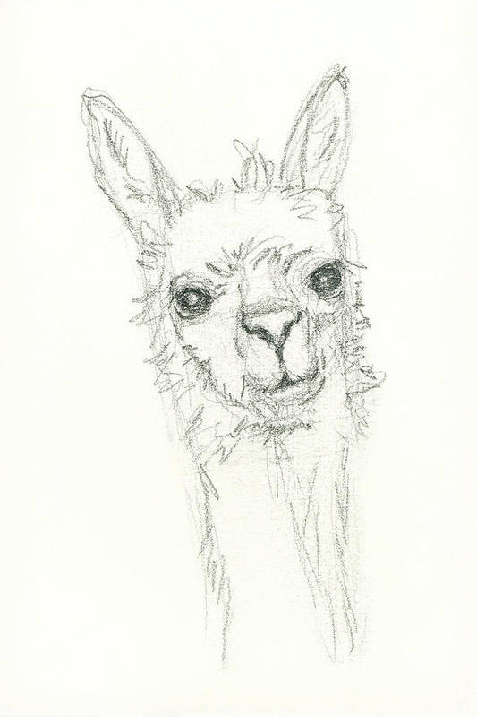 alpaca head drawing