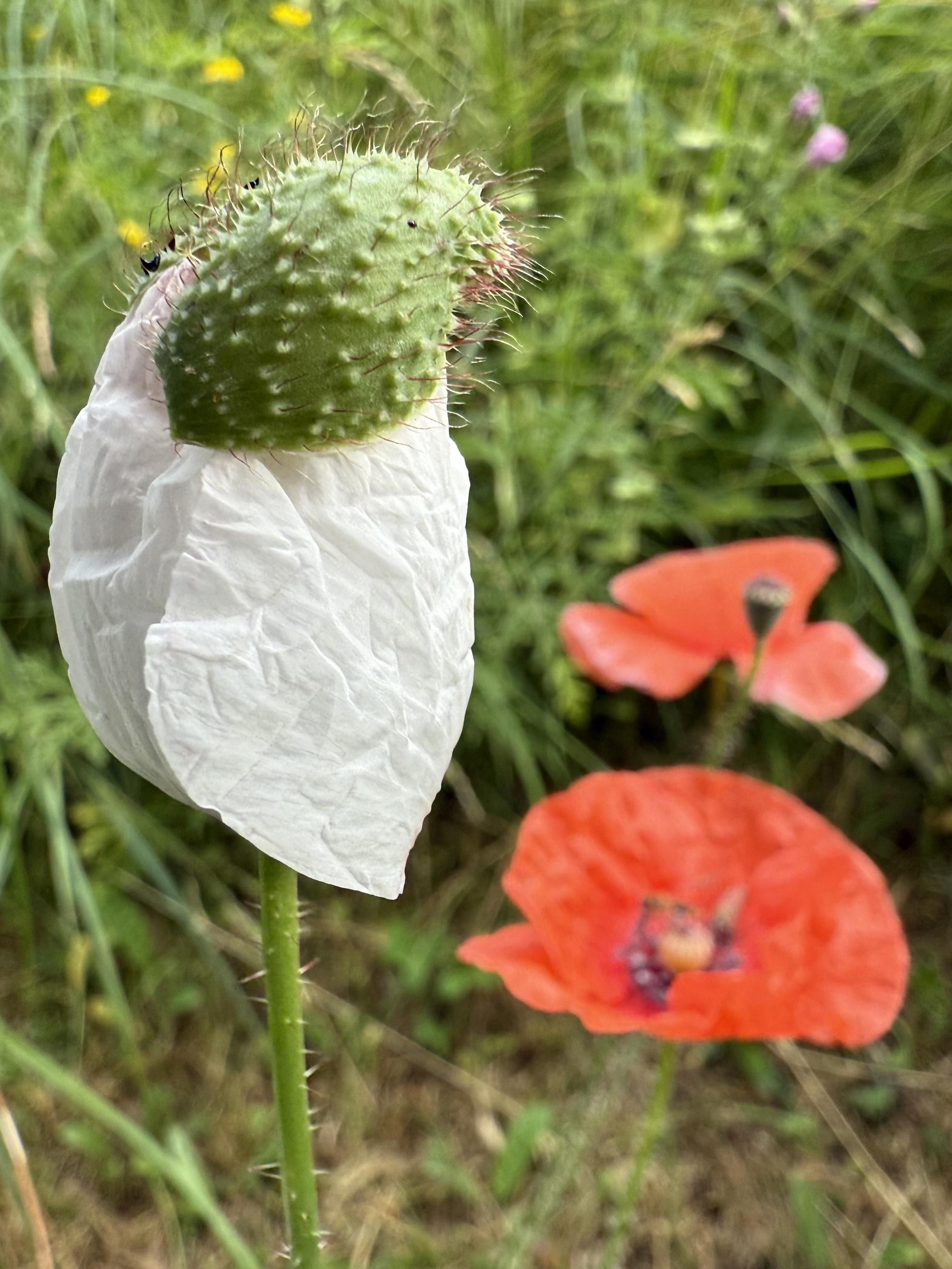 sonsti: "einige sekunden zuvor, mit hut #garten #garden #f…" - swiss.social