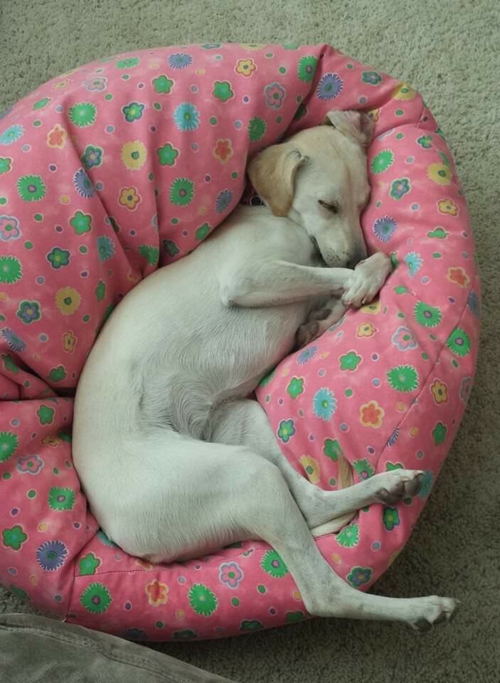 Michael Kizer :ani_clubtwit: (@mkizer@twit.social) - TWiT.social