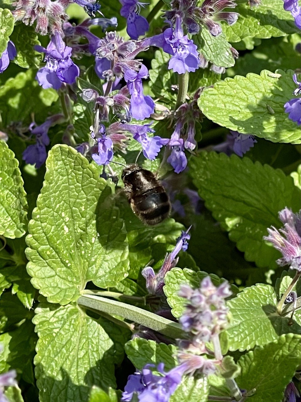 Nigel Hawtin (@nigelhawtin@vis.social) - vis.social