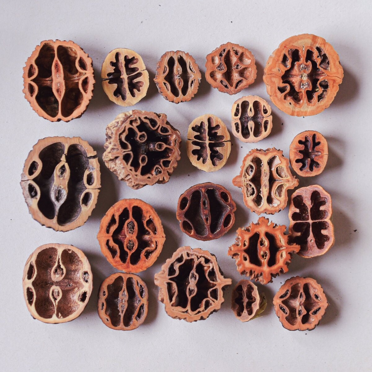 Michael Lachmann (@mikha_ehl@ecoevo.social) - ecoevo.social