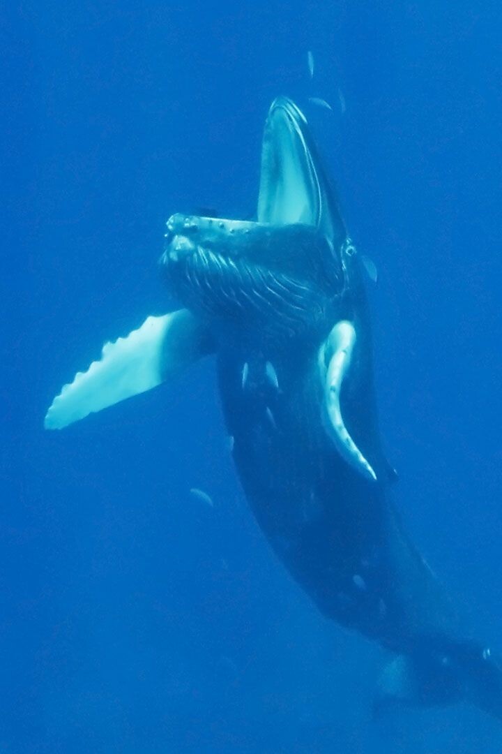 How Wide Can A Blue Whale Open Its Mouth